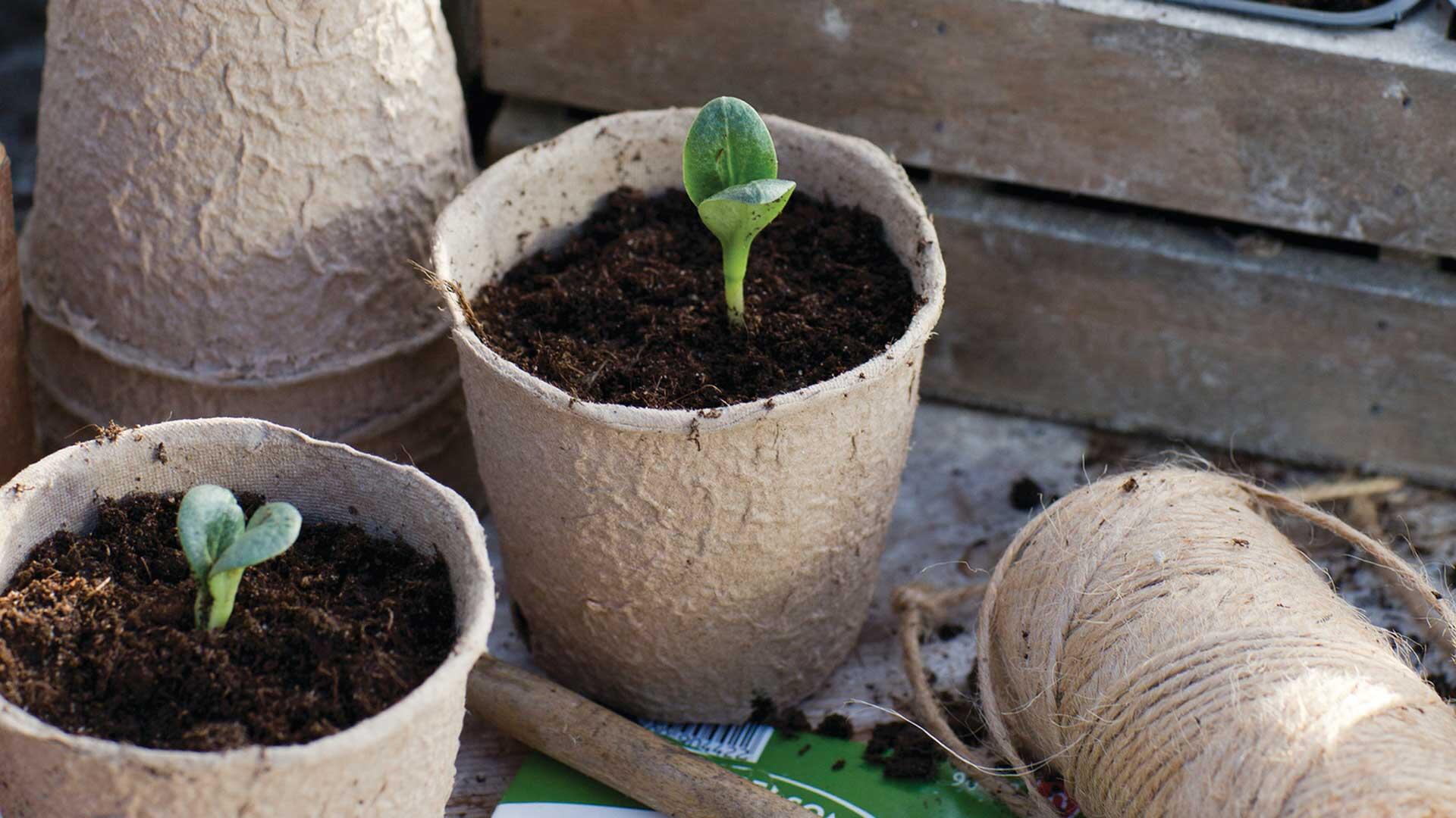 Tips ved omplanting av planter | Nelson Garden