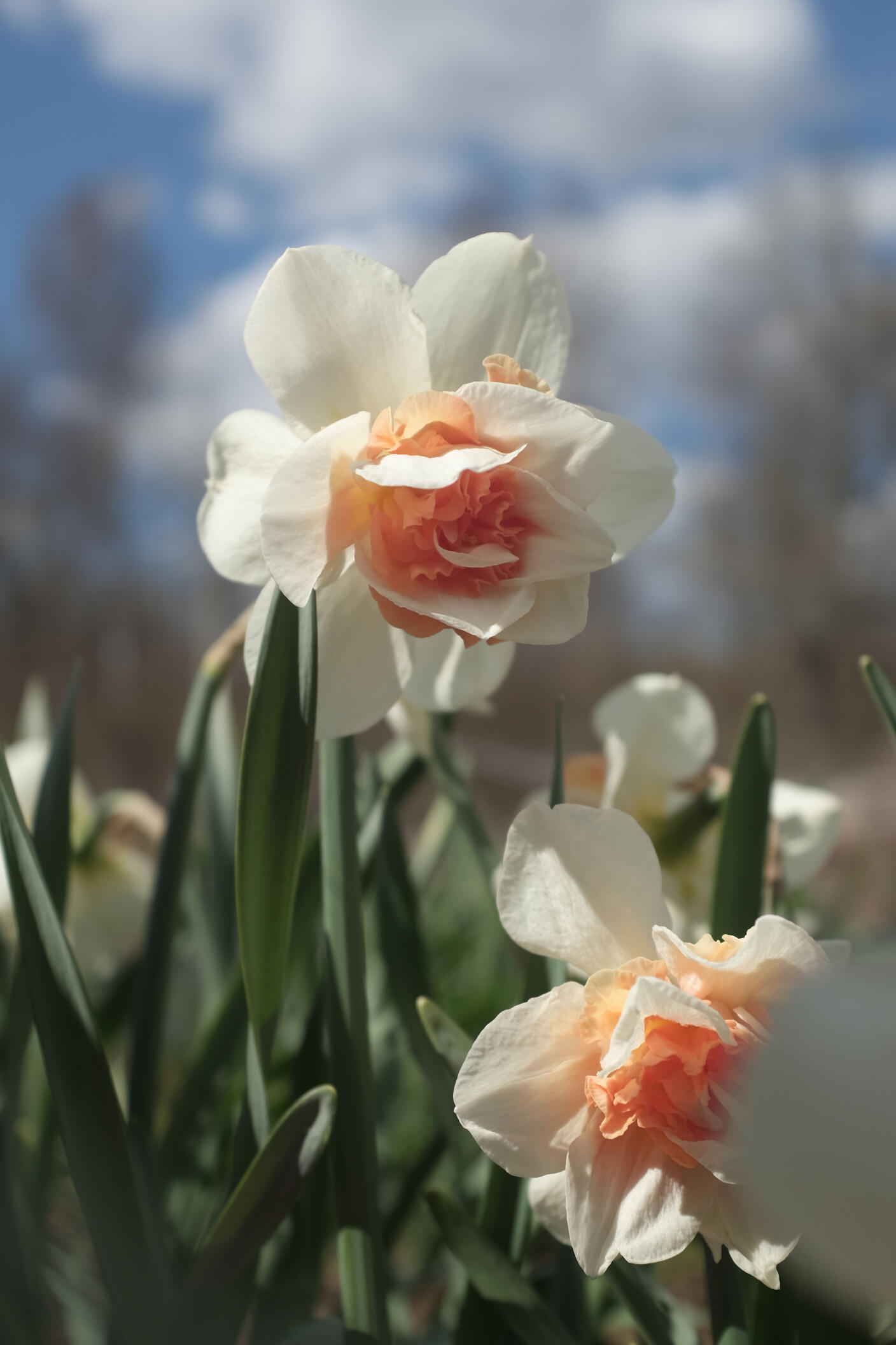 Edelnarsiss 'Replete' - Lettdyrkede høstløk