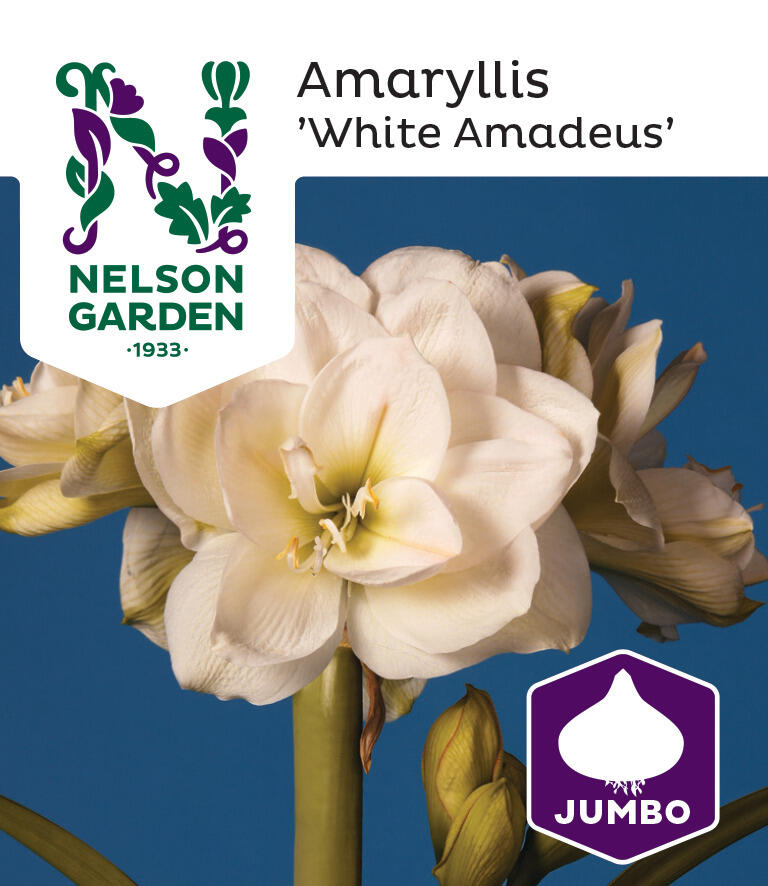 Amaryllis 'White Amadeus' | Nelson Garden