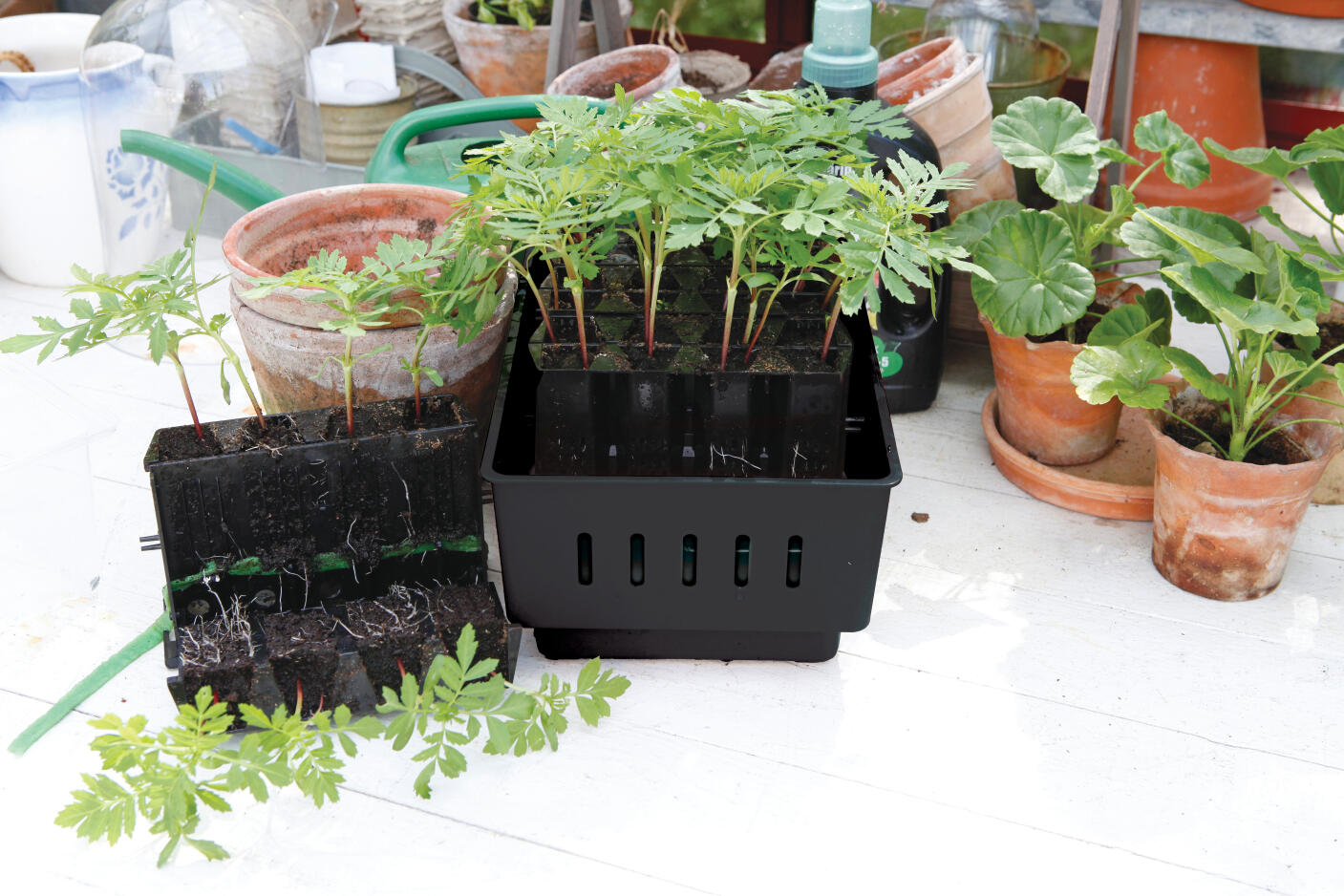 Minidrivhus Rootmaster 'Rootmaster' - Forkultivering