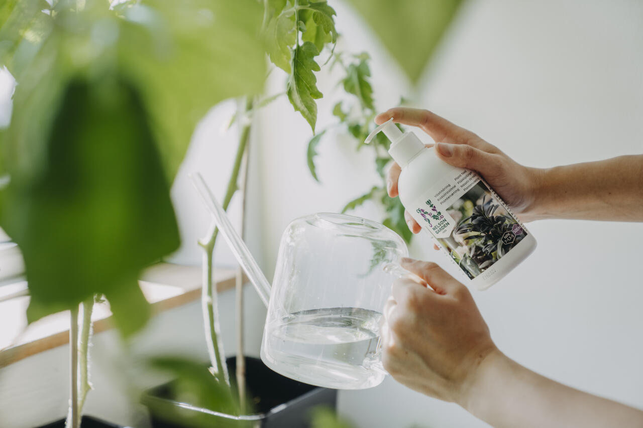 Lecakuler | Nelson Garden