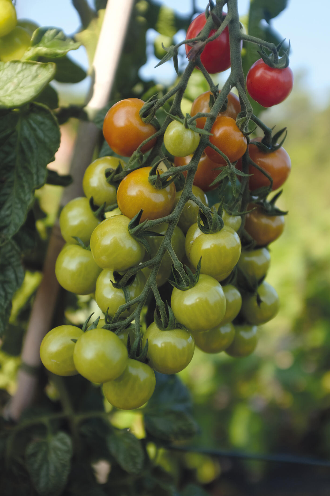 Cherrytomat 'Rubylicious' F1 - Utvalgte tomatfrø