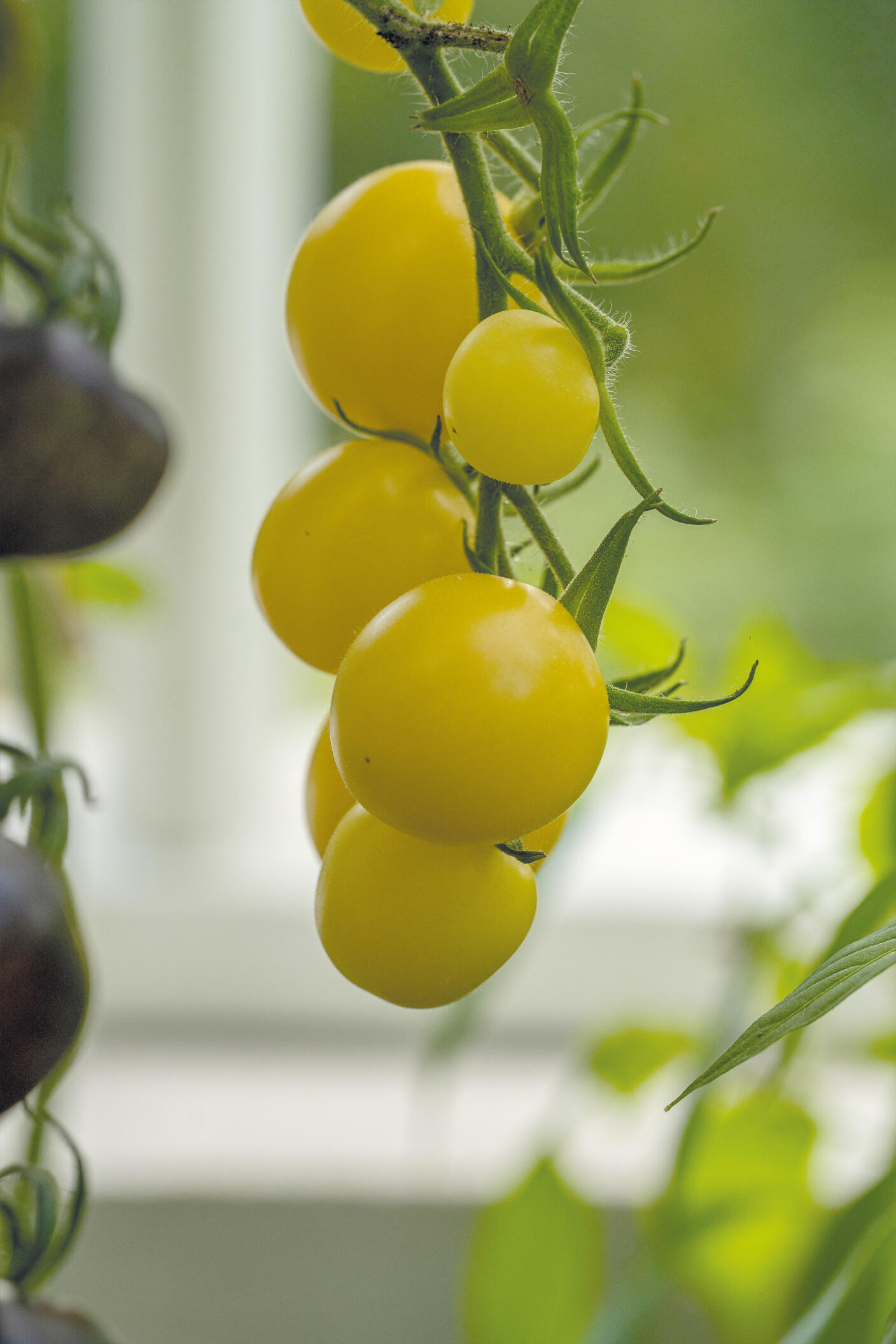 Cherrytomat 'White Cherry' - Utvalgte tomatfrø